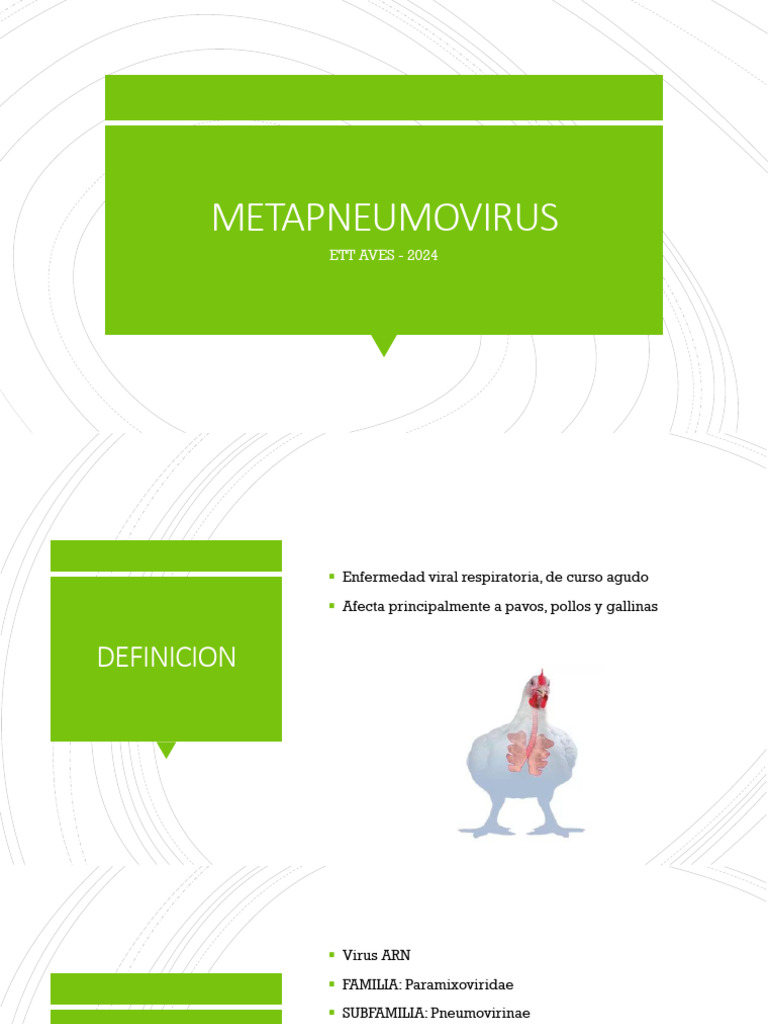 Metapneumovirus en Aves: Guía 2024 | PDF | Virus | Infección