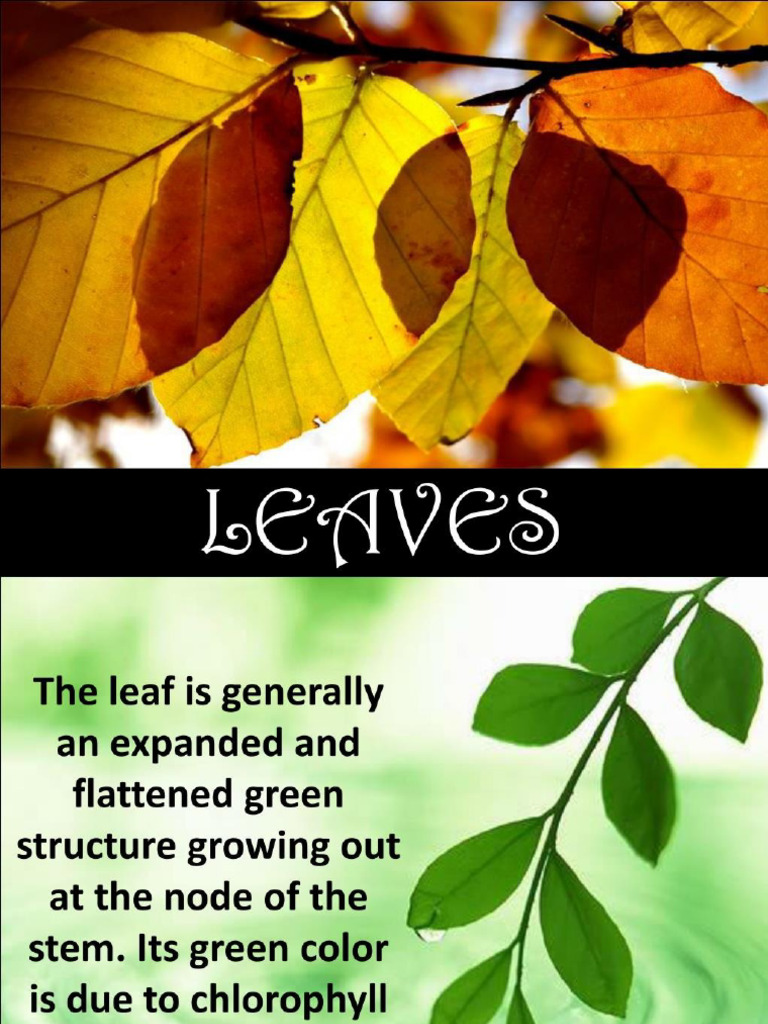 Leaves | PDF