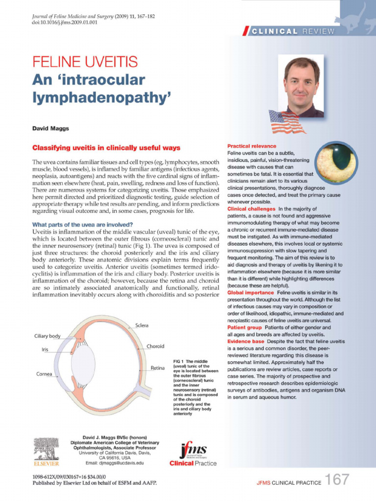 Feline Uveítis An Intraocular Linphadenophaty | PDF | Cornea | Glaucoma