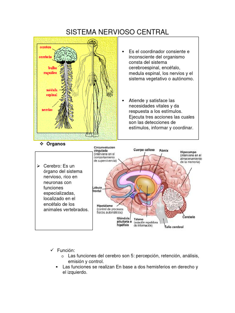 Sistema Nervioso Central Central Nervous | PDF | Cerebro | Sistema nervioso