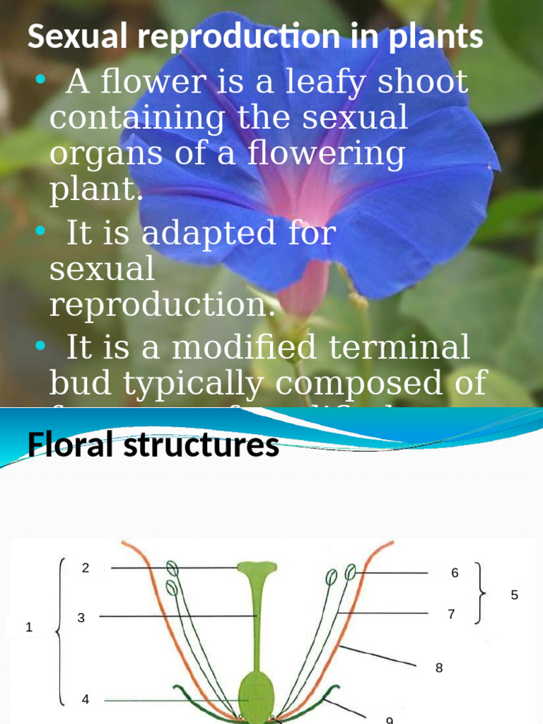 Flower Structure - Wind and Insect Polinated Flowers 24&5 | PDF ...