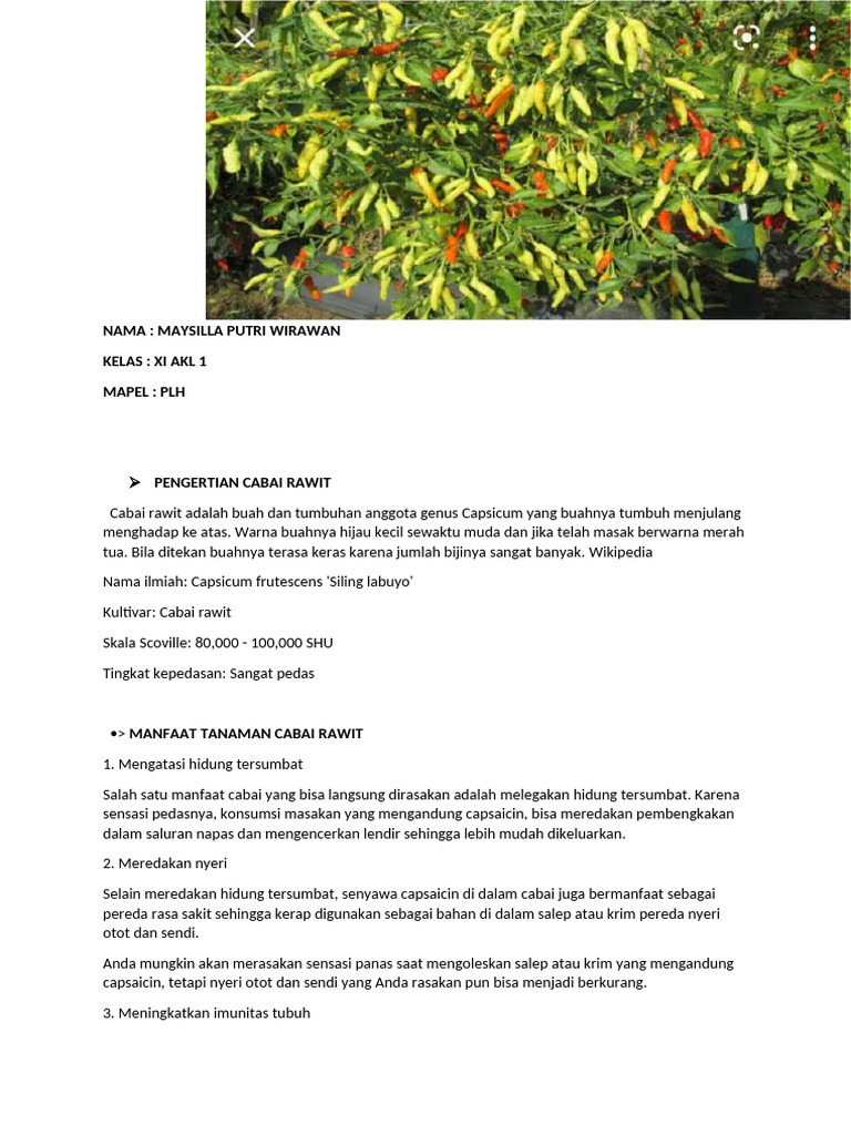 TUGAS PLH TANAMAN CABAI RAWIT | PDF