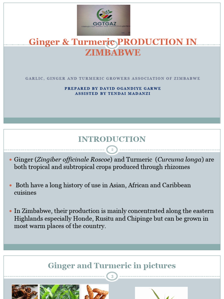 Ginger & Turmeric Production in Zimbabwe | PDF | Ginger | Soil