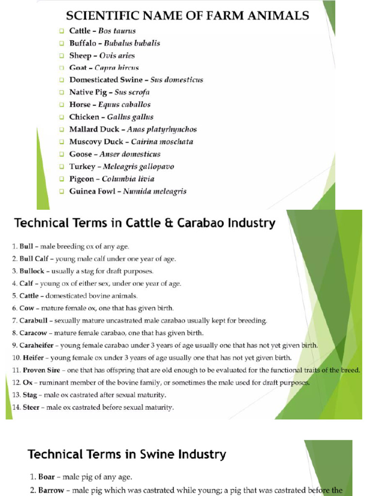 Basic Animal Terminologies | PDF