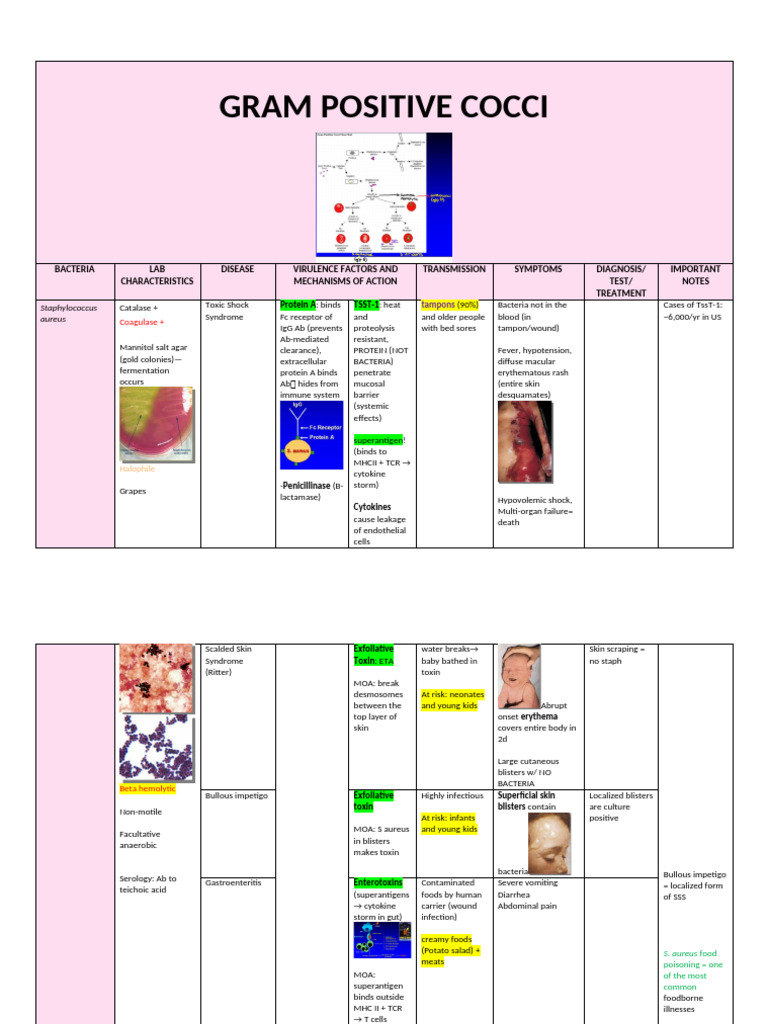 Microbiology Chart | PDF | Streptococcus | Salmonella