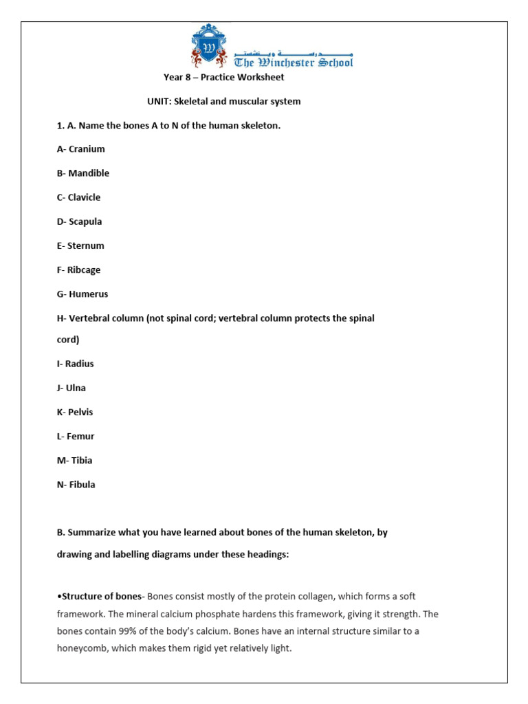 Skeletal System Worksheet Answers | PDF | Bone | Skeleton
