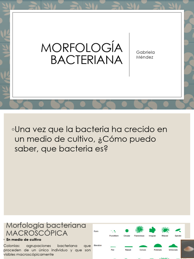 4 Caracteristicas Macro y Microscopicas Bacterias | PDF | Las bacterias | Biología Celular)