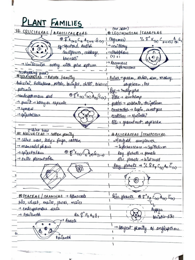 Neet Plant Families | PDF
