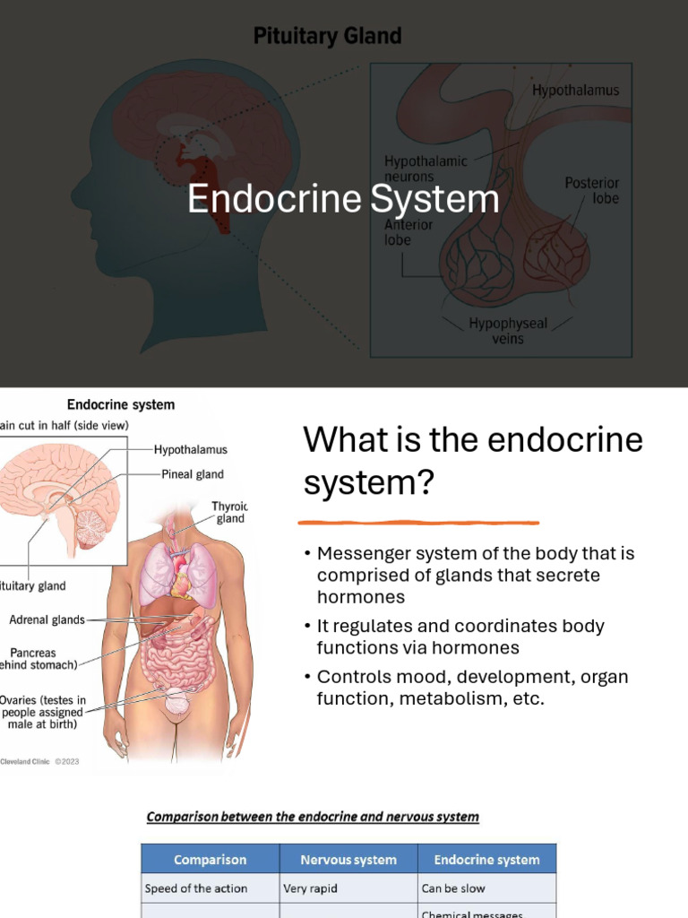 Endocrine System | PDF