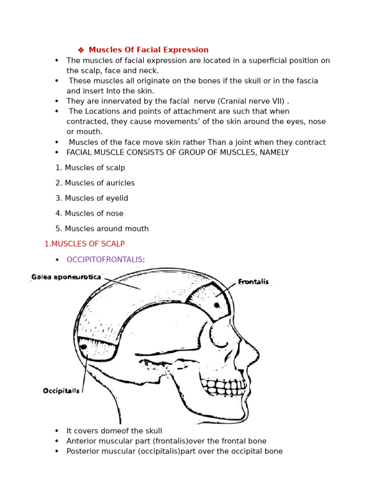 Muscle For Facial Expressions | PDF | Human Nose | Lip