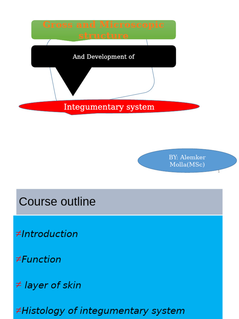 2 The Integumentary Real | PDF | Epidermis | Skin