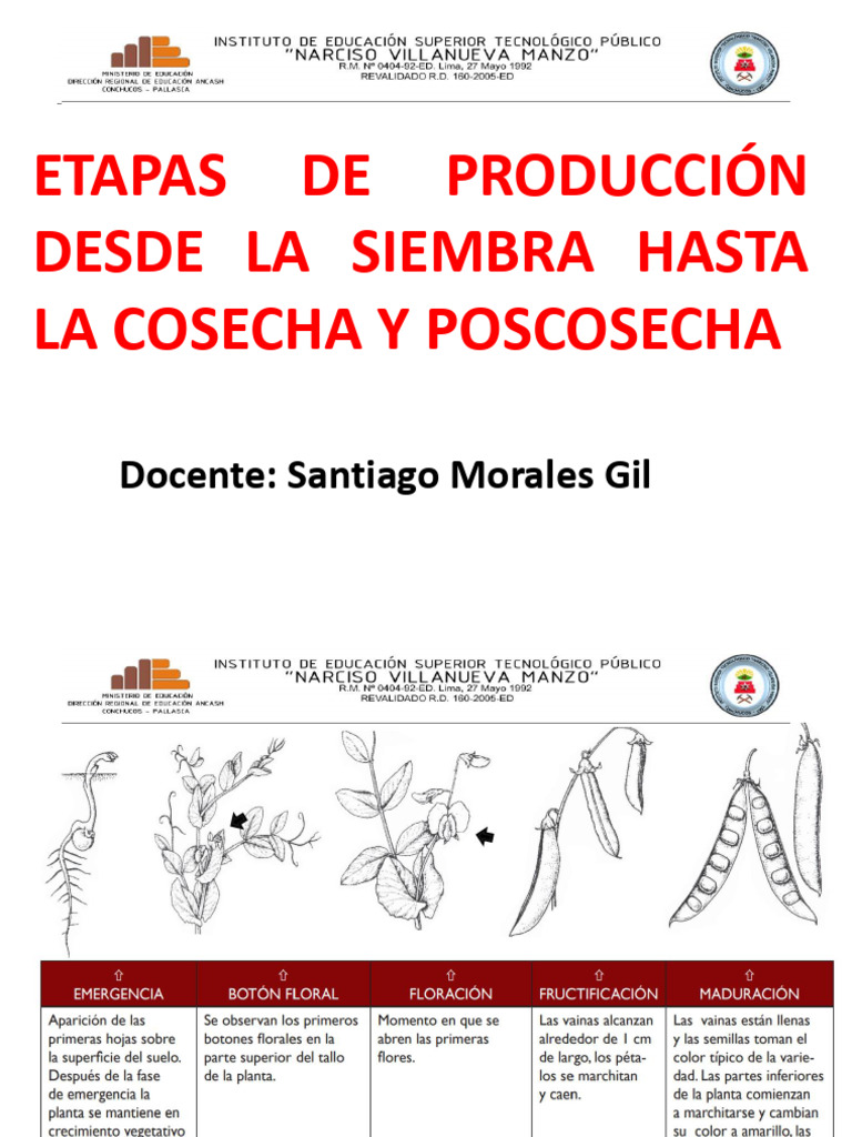 Clase3Etapas Siembra Cosecha Poscosecha | PDF