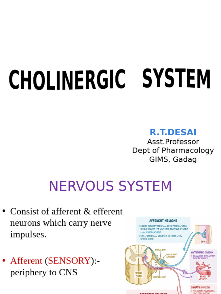 03 Cholinergic System | PDF | Acetylcholine | Nerve