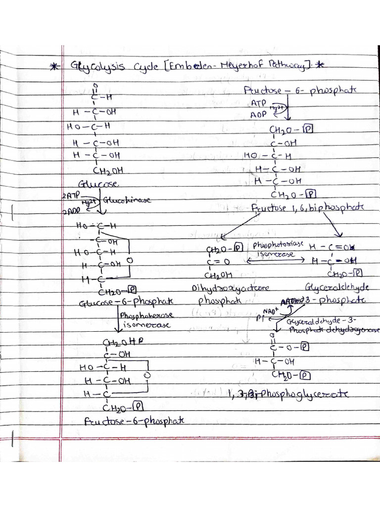 Biochem Cycles | PDF