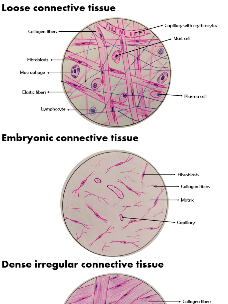 Connective Tissue Diagrams | PDF