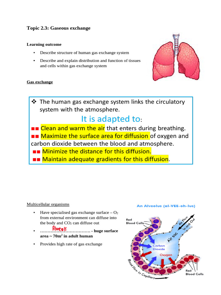 Topic 2.3 Gas Exchange in Humans | PDF | Respiratory Tract | Lung