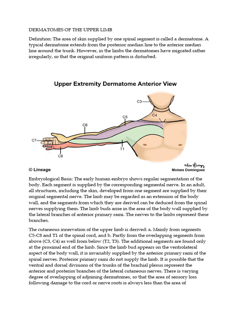 Upper Limb Dermatome Overview | PDF | Arm | Vein