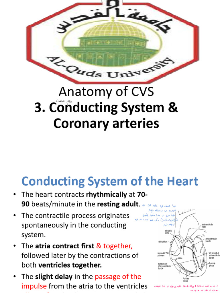 3. Conducting System - Coronary Arteries | PDF | Coronary Circulation ...