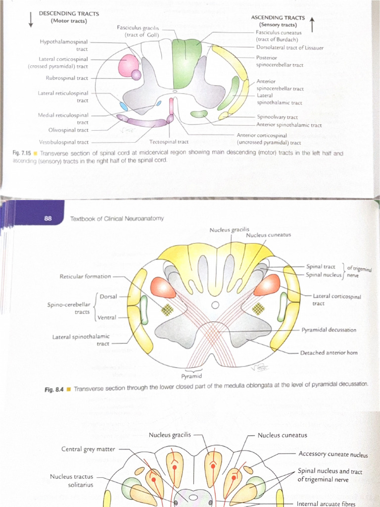 Brain Record | PDF