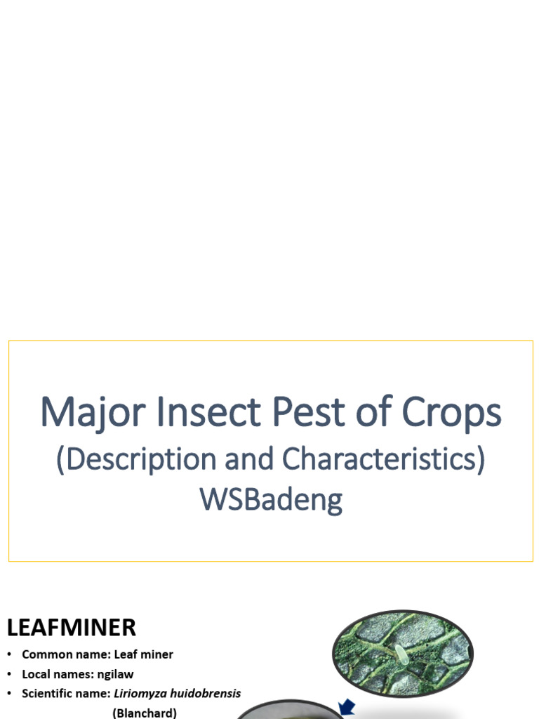 Major Insect Pest and Diseases of Crops - WSBadengApril152025 | PDF ...