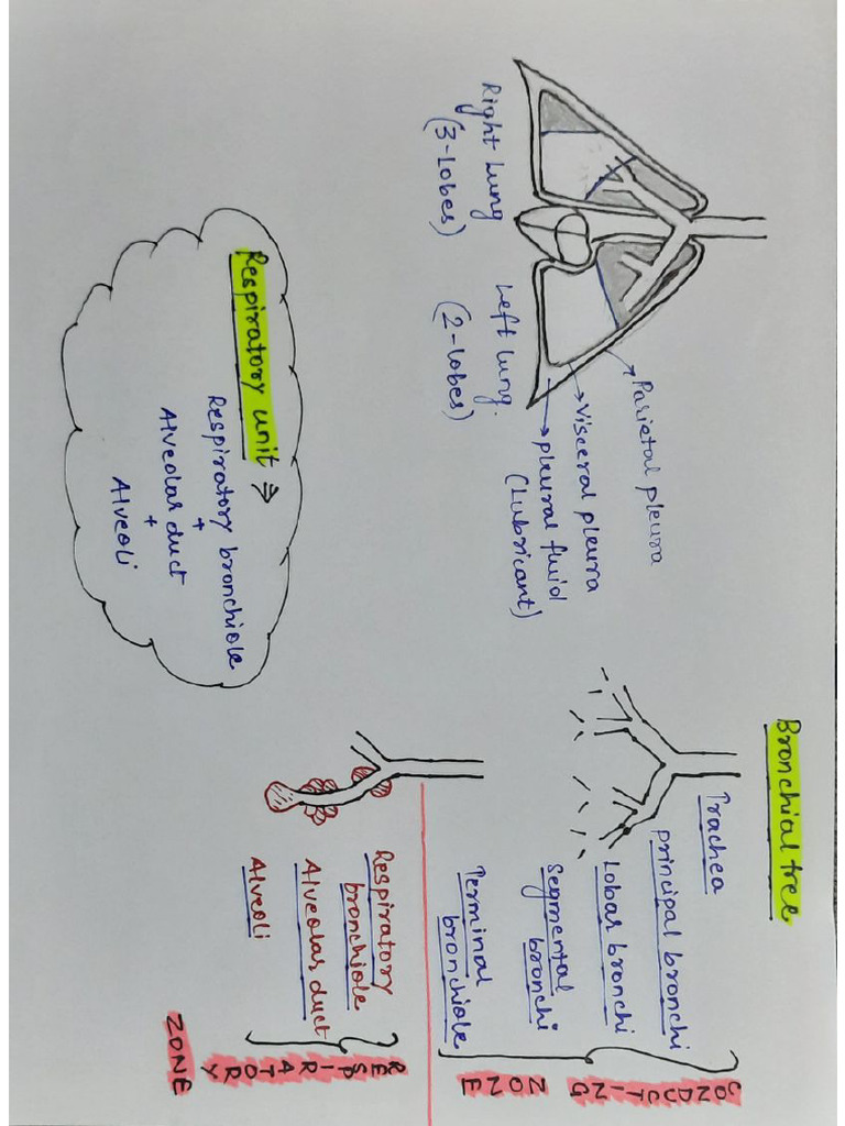 Organization of Respiratory System | PDF