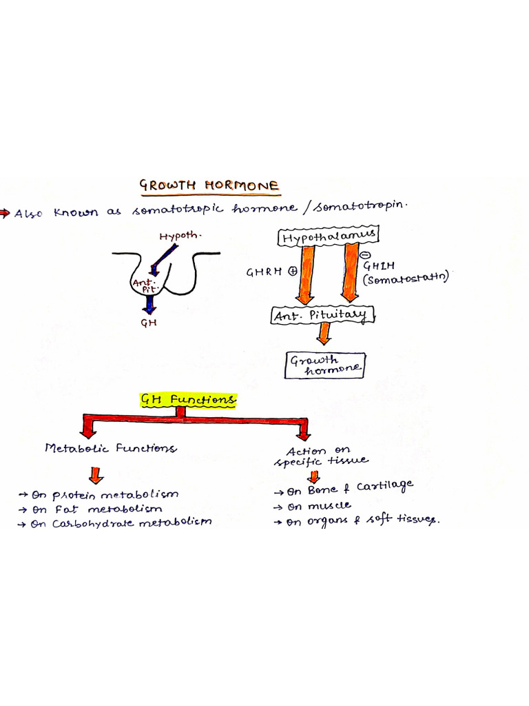 Growth Hormone | PDF
