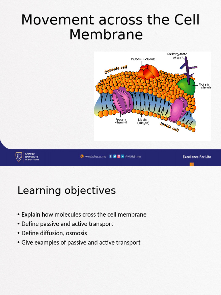 3 - Movement Across Cell Membrane | PDF | Cell Membrane | Osmosis
