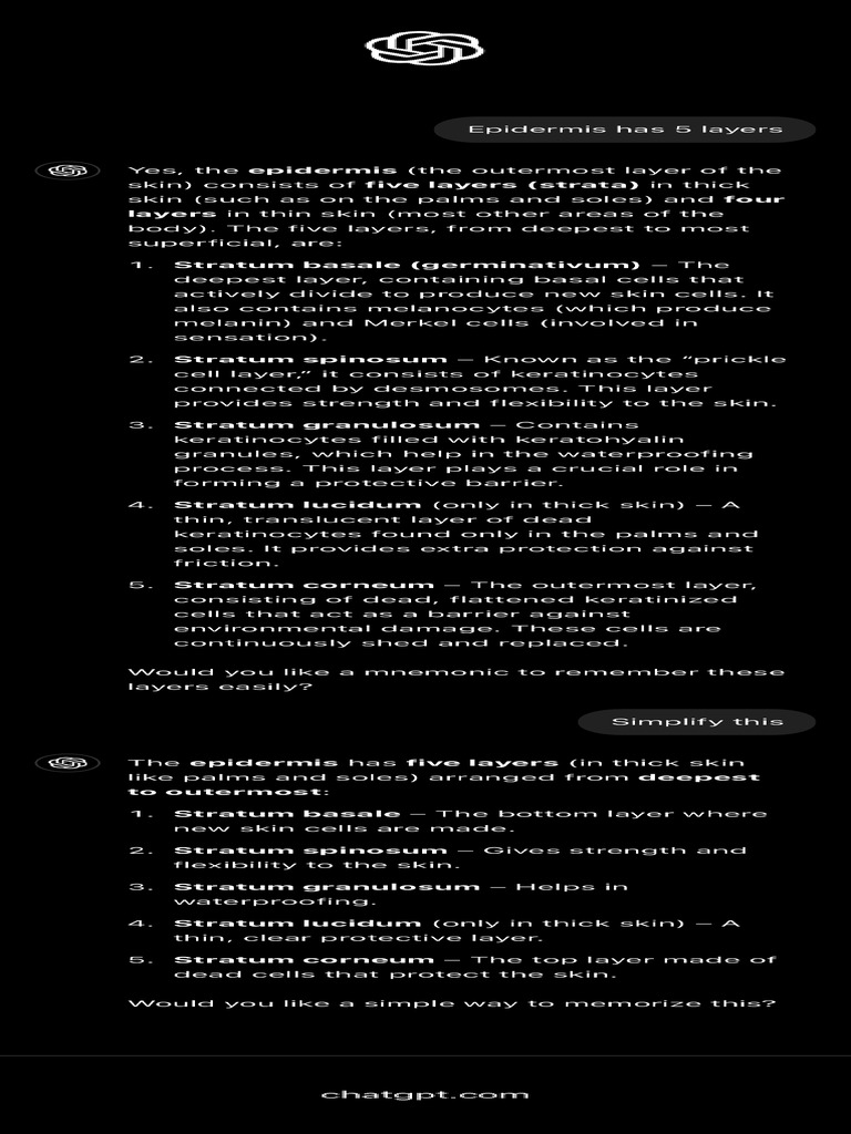 Epidermis Layers Explained Pdf