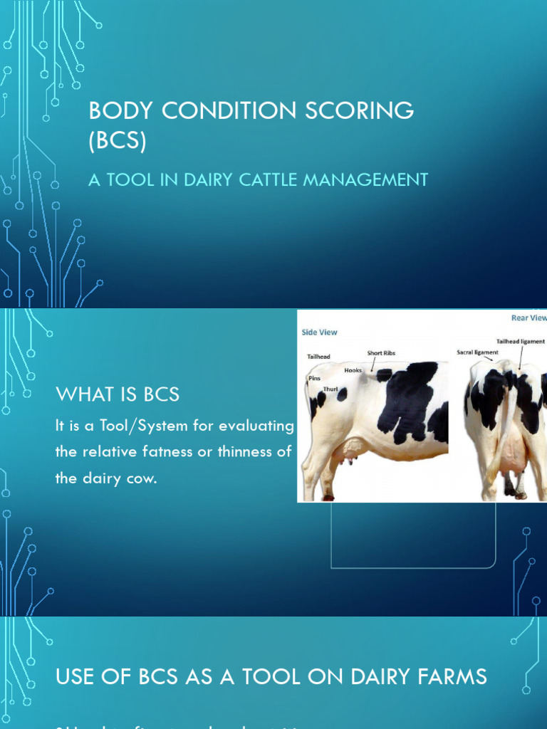 Body Condition Scoring (BCS) Dairy | PDF | Dairy Cattle | Livestock
