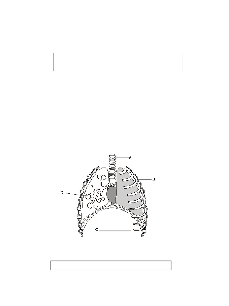 Breathing and Respiration Questions | PDF | Breathing | Cellular ...