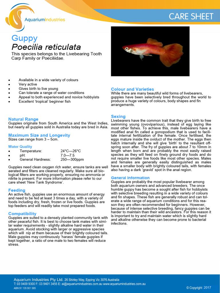 Guppy Caresheet | PDF | Aquarium | Fish
