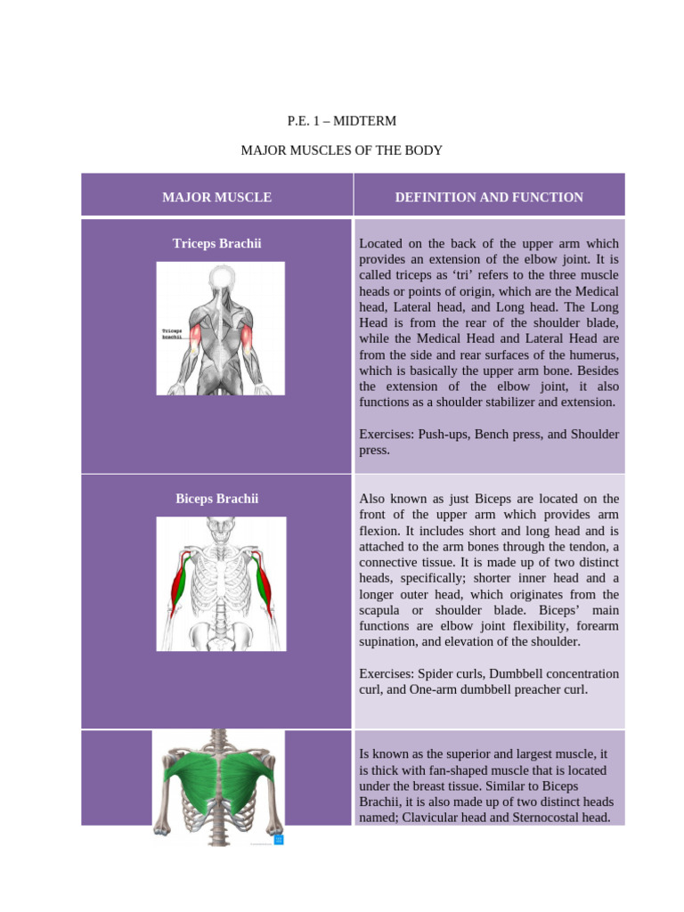 Major Muscles and Their Functions | PDF | Human Leg | Shoulder