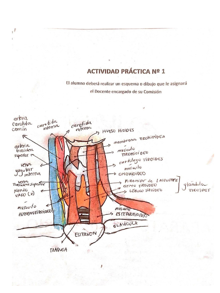 DIBUJO Anatomia Cuello | PDF