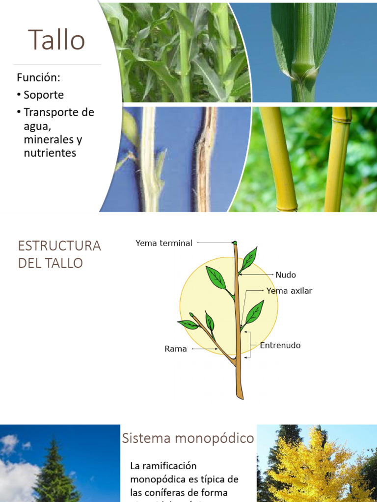 Tallo 2024 | PDF | Tallo de la planta | Plantas