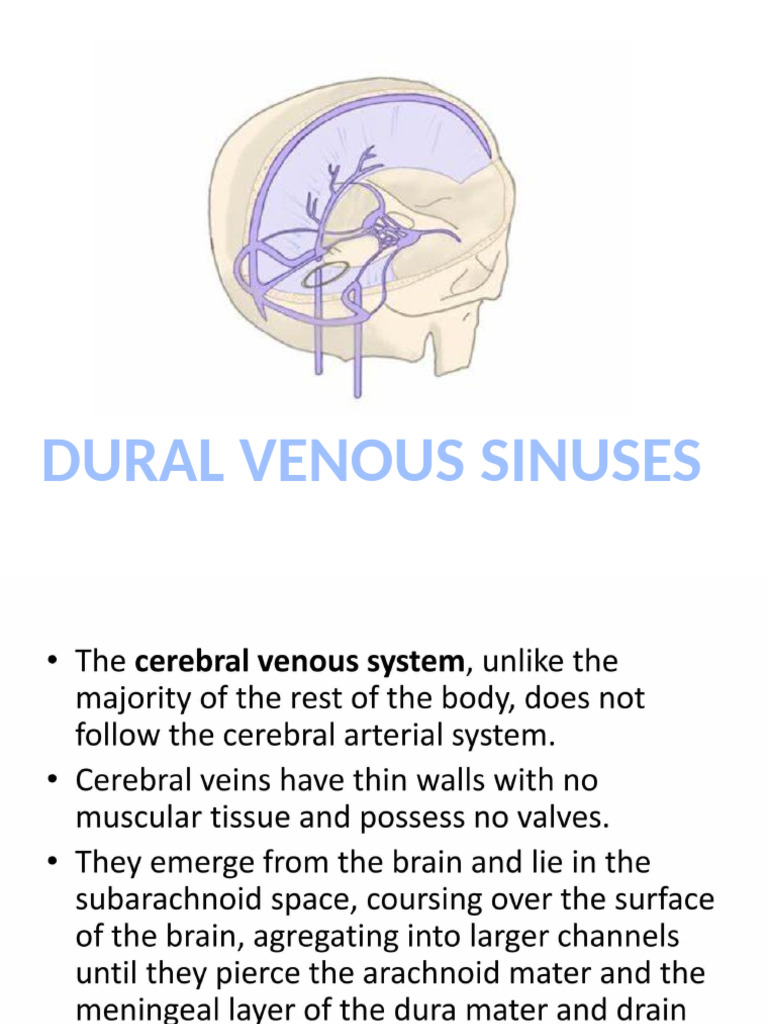 Dural Venous Sinus Anatomy | PDF