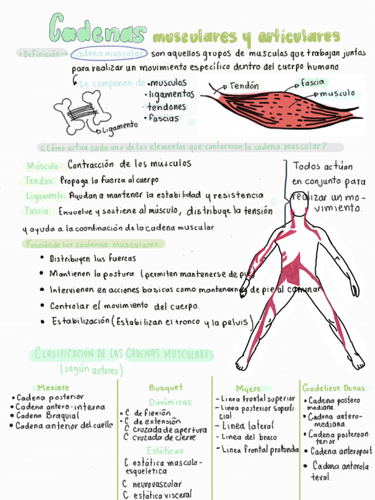 Cadenas Musculares y Articulares - 250412 - 101248 | PDF