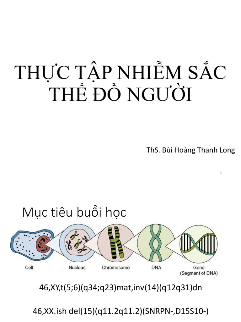 2023 - Lab On Analyzing Human Karyotyping | PDF