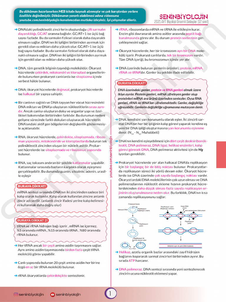 Genden Proteine Tekrar | PDF