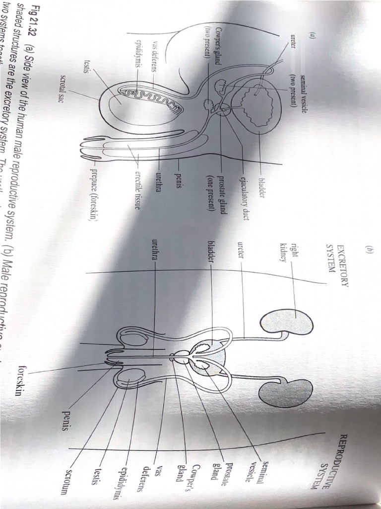 Male Reproductive System | PDF