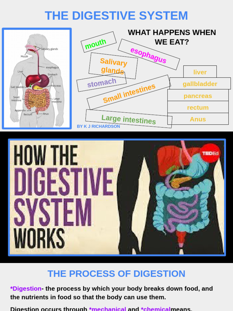 Understanding the Digestive System | PDF | Digestion | Gastrointestinal ...