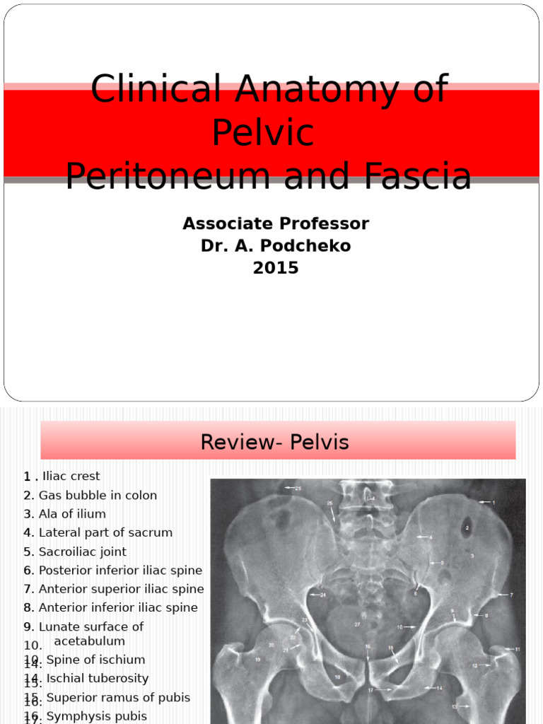 Pelvic Peritoneum and Fascia Anatomy | PDF | Pelvis | Peritoneum