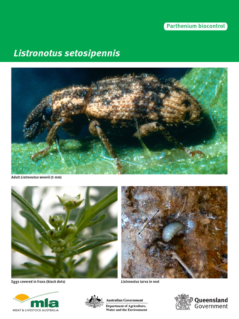 Listronotus - Setosipennis | PDF