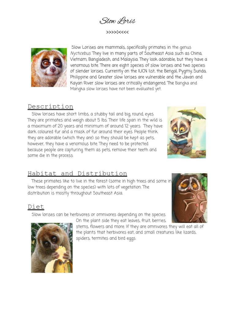 Endangered Slow Lorises: Facts & Habitat | PDF