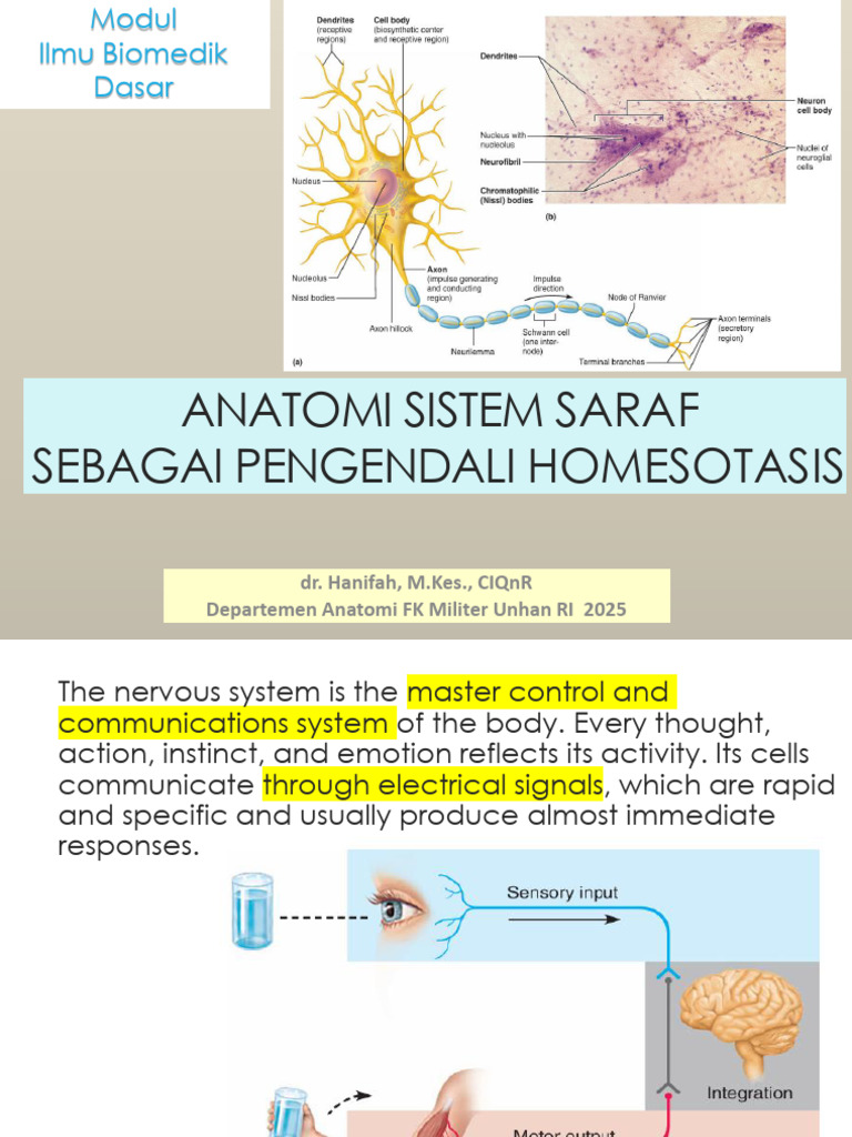 Anatomi Sistem Saraf Dan Sistem Indera | PDF | Cerebral Cortex | Brainstem