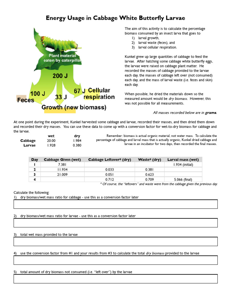 Kate Lee - Trophic Efficiency Worksheet | PDF | Cabbage | Larva