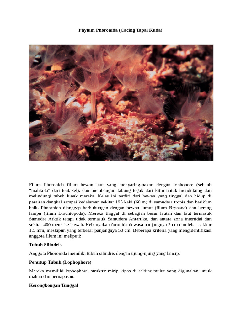 Dama Ainul Hasan - 126208202046 - Phylum Phoronida 2 | PDF