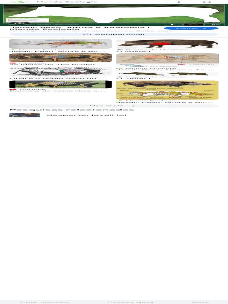 Anatomia Javali - Pesquisa Google | PDF