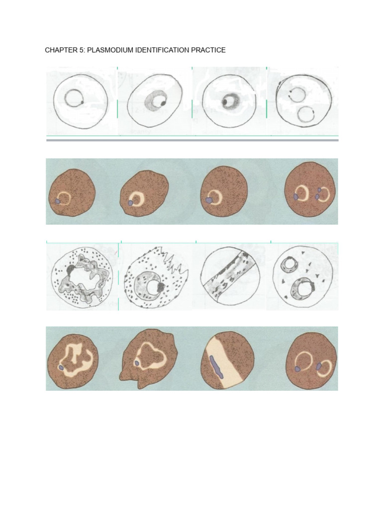 Plasmodium Identification Practice | PDF