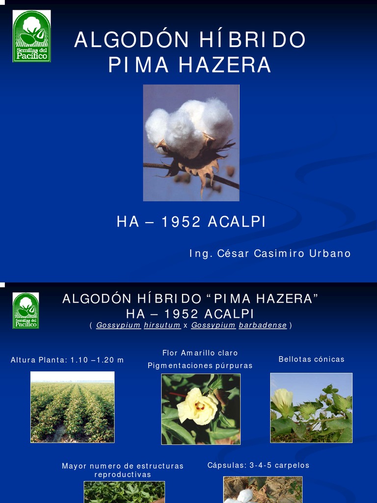 algodon pima | Algodón | Irrigación