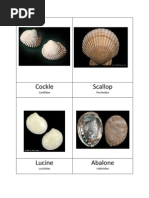 Montessori Moon Phases 3 Part Cards | PDF | Planemos | Planets Of The ...